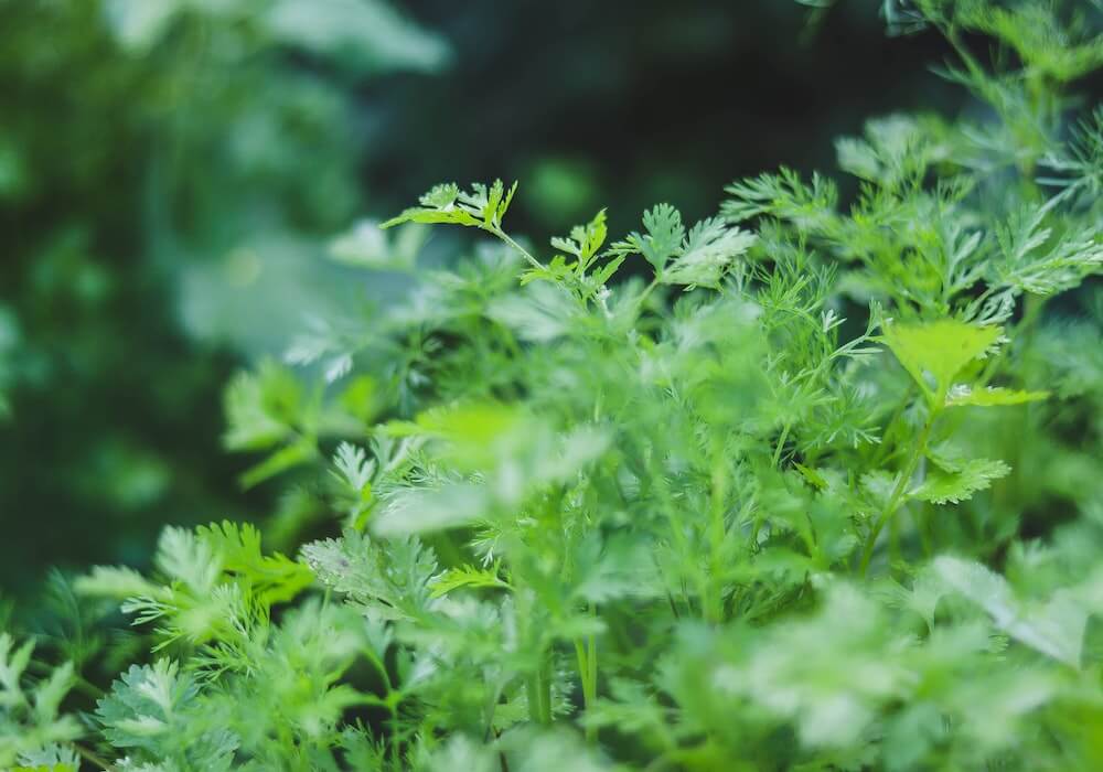 Cheapest Way To Add CO2 To Grow Tent Easy Useful Own Gardening