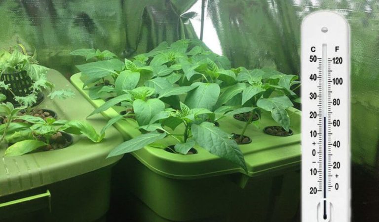 How to Control Temperature and Humidity in Grow Tent? - Own Gardening
